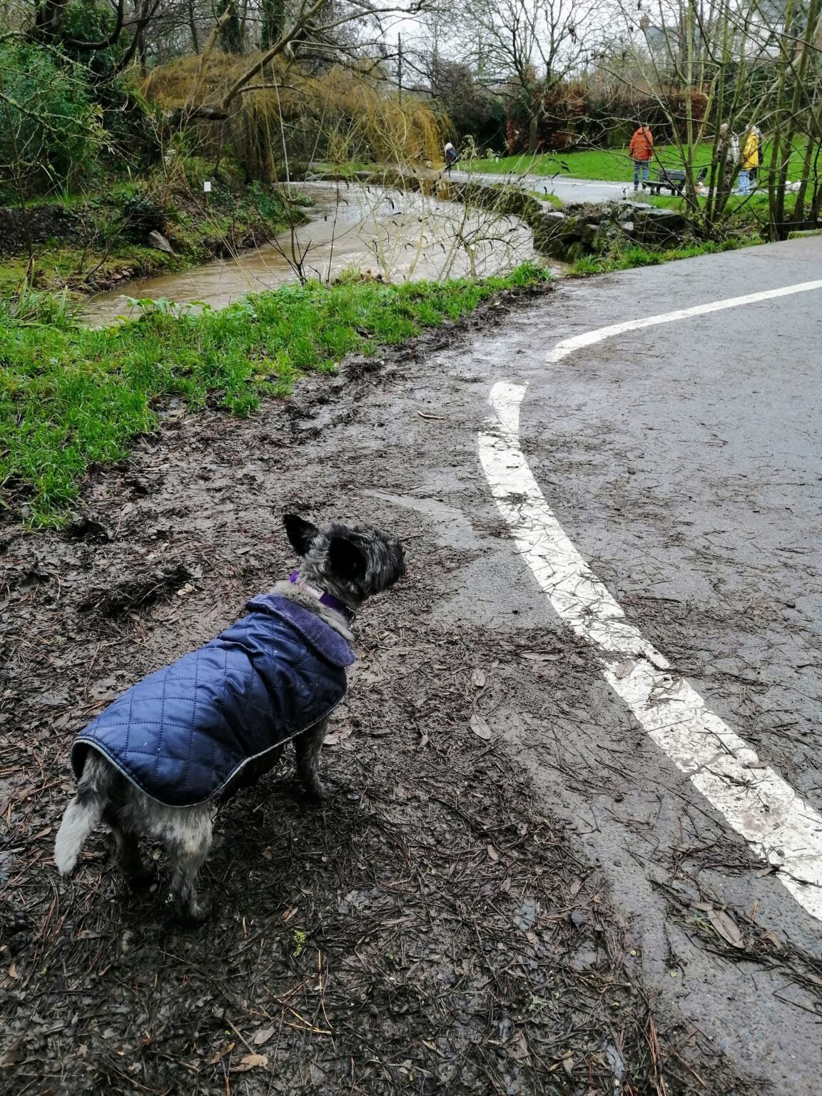 Winter Dog Coats: How To Choose The Best Jacket For Seasonal Walks ...