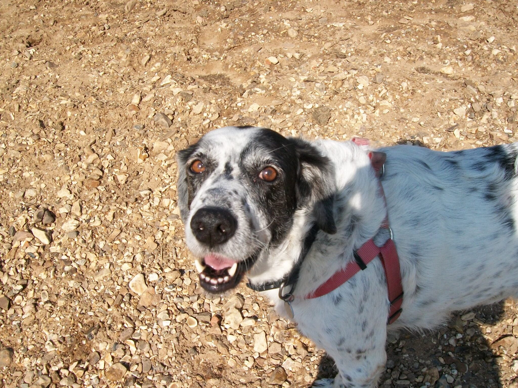 Dog-Friendly Autumn Getaways: A Guide To The UK's Best Destinations ...