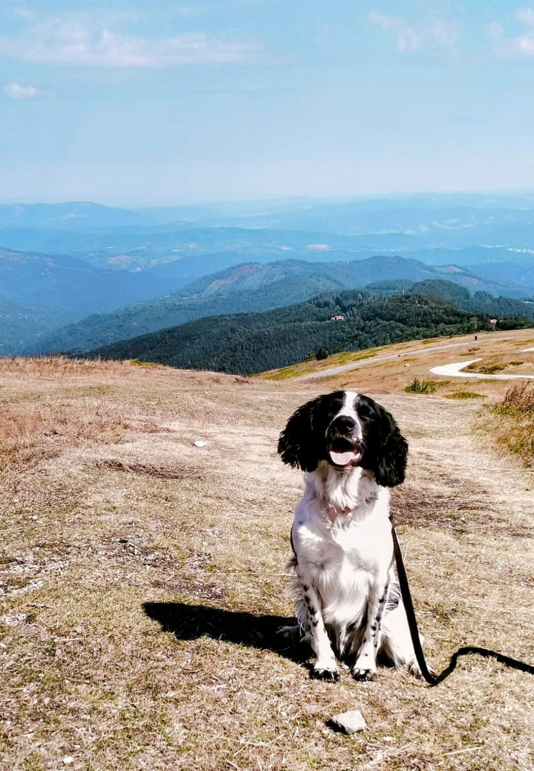 Explore Dog-Friendly Bulgaria and Balkan Mountains: Unleash the ...