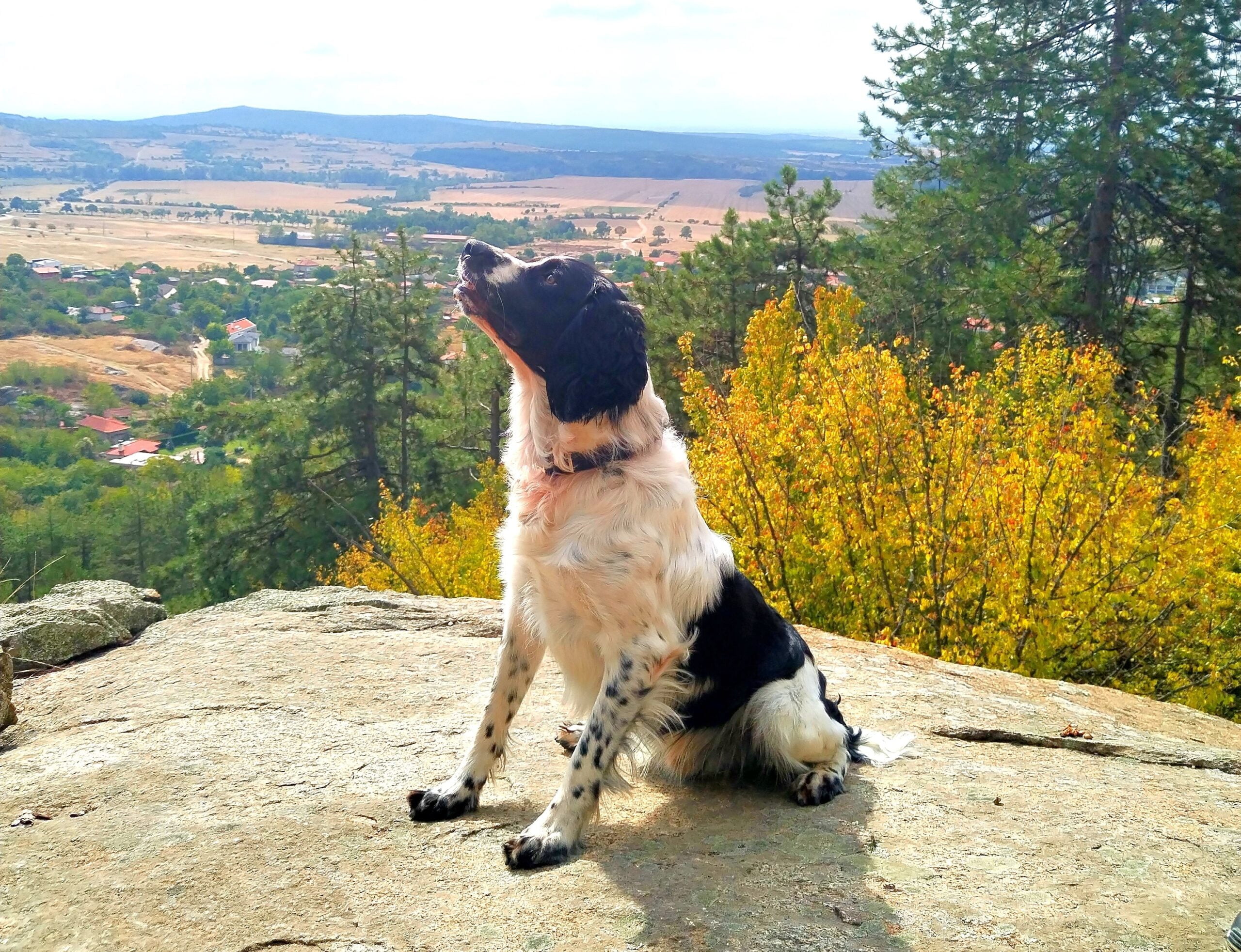 Explore Dog-Friendly Bulgaria and Balkan Mountains: Unleash the ...