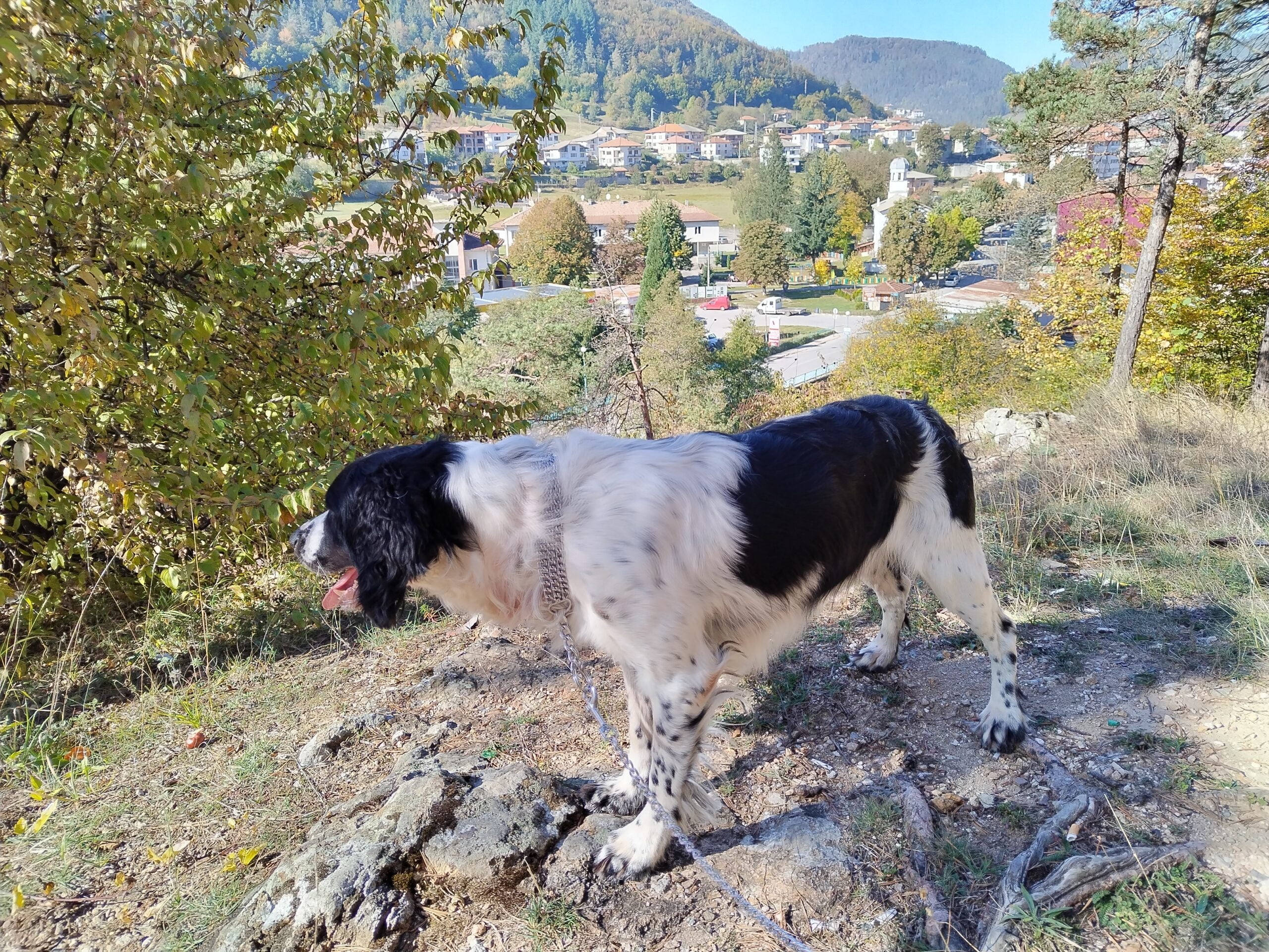 Rhodope Mountains: Your Go-To Guide for the Ultimate Dog-Friendly ...