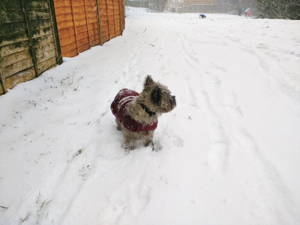Winter Dog Coats: How To Choose The Best Jacket For Seasonal Walks ...