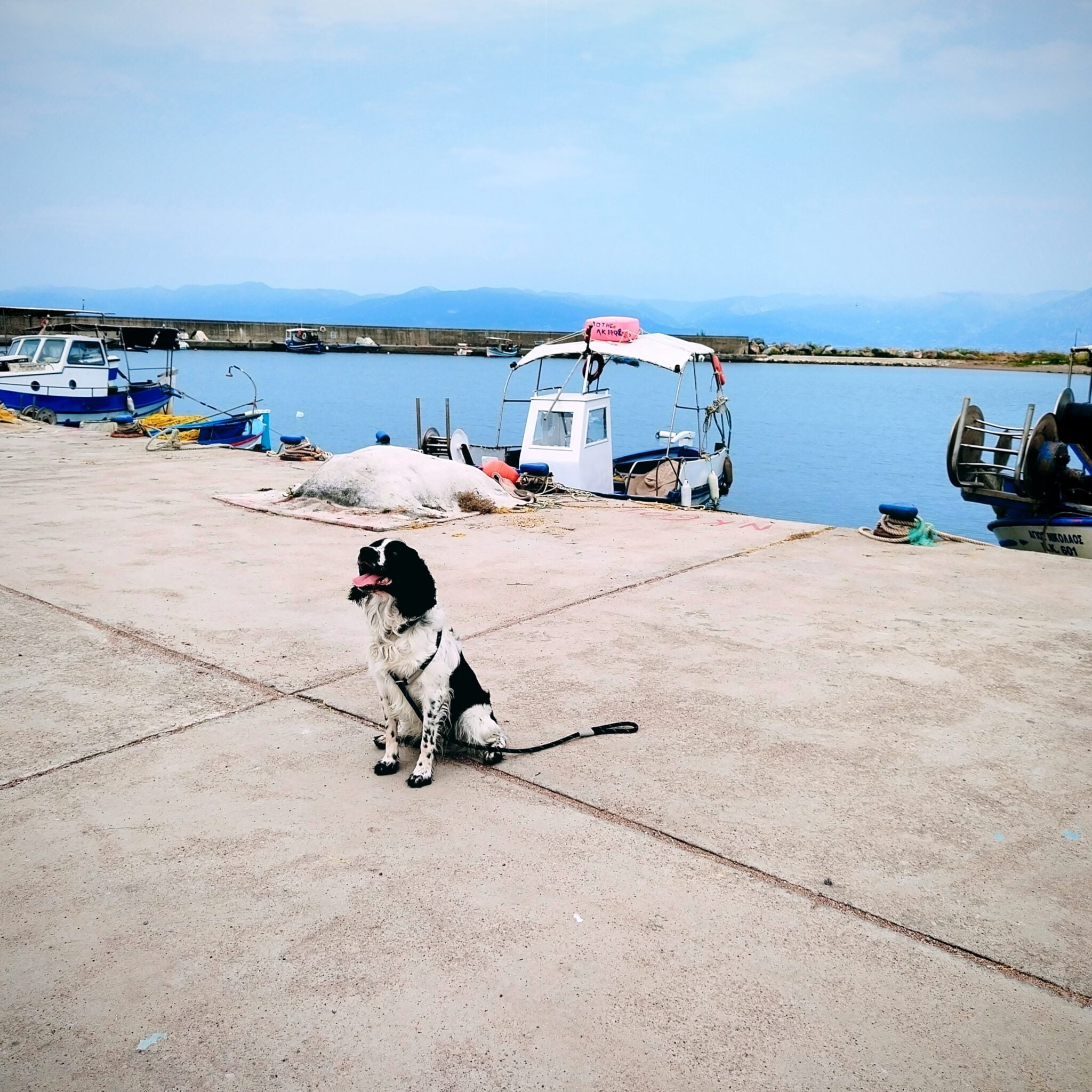 Dog-Friendly Greece - Travelling with Your Dog in Greece - The Fido Trail
