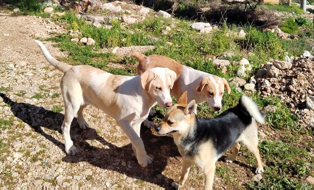 Dog-Friendly Greece - Travelling with Your Dog in Greece - The Fido Trail