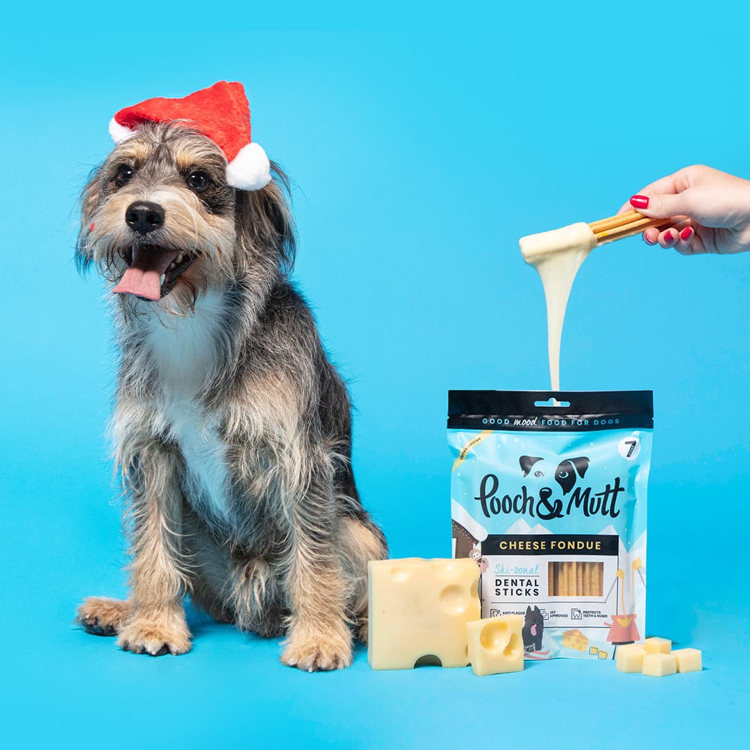 Dog-Friendly Exeter: 14 Christmas Activities Your Pup Will Love - The ...