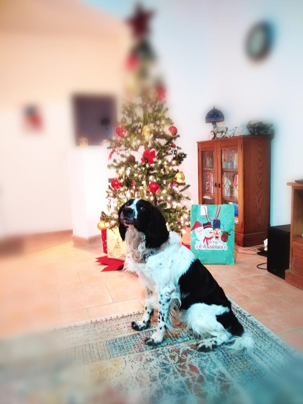 20 Festive Gifts For Dogs: Make Your Dog Feel Special - The Fido Trail