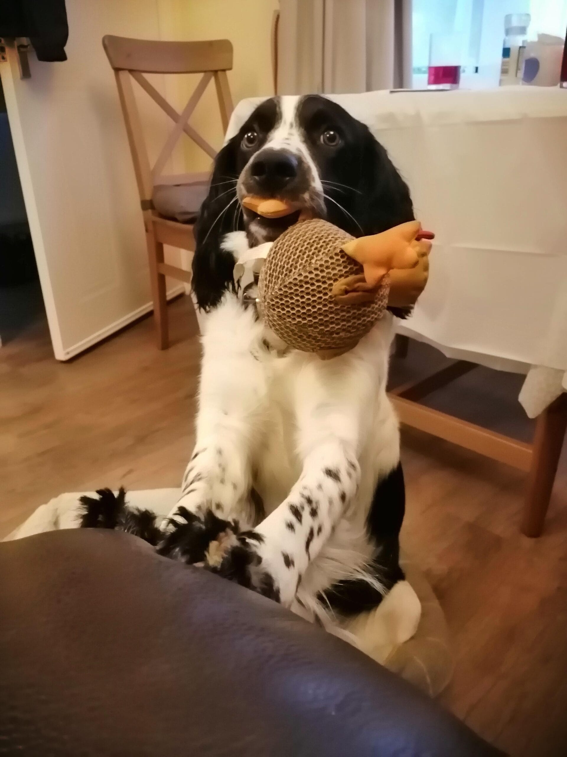 Mental Stimulation For Your Dog: Simple Activities For Happy Pups ...