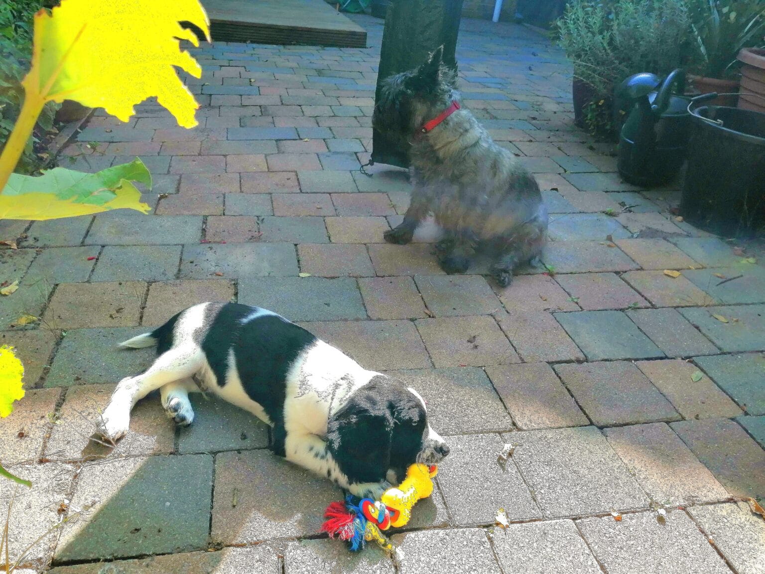 Mental Stimulation For Your Dog: Simple Activities For Happy Pups ...