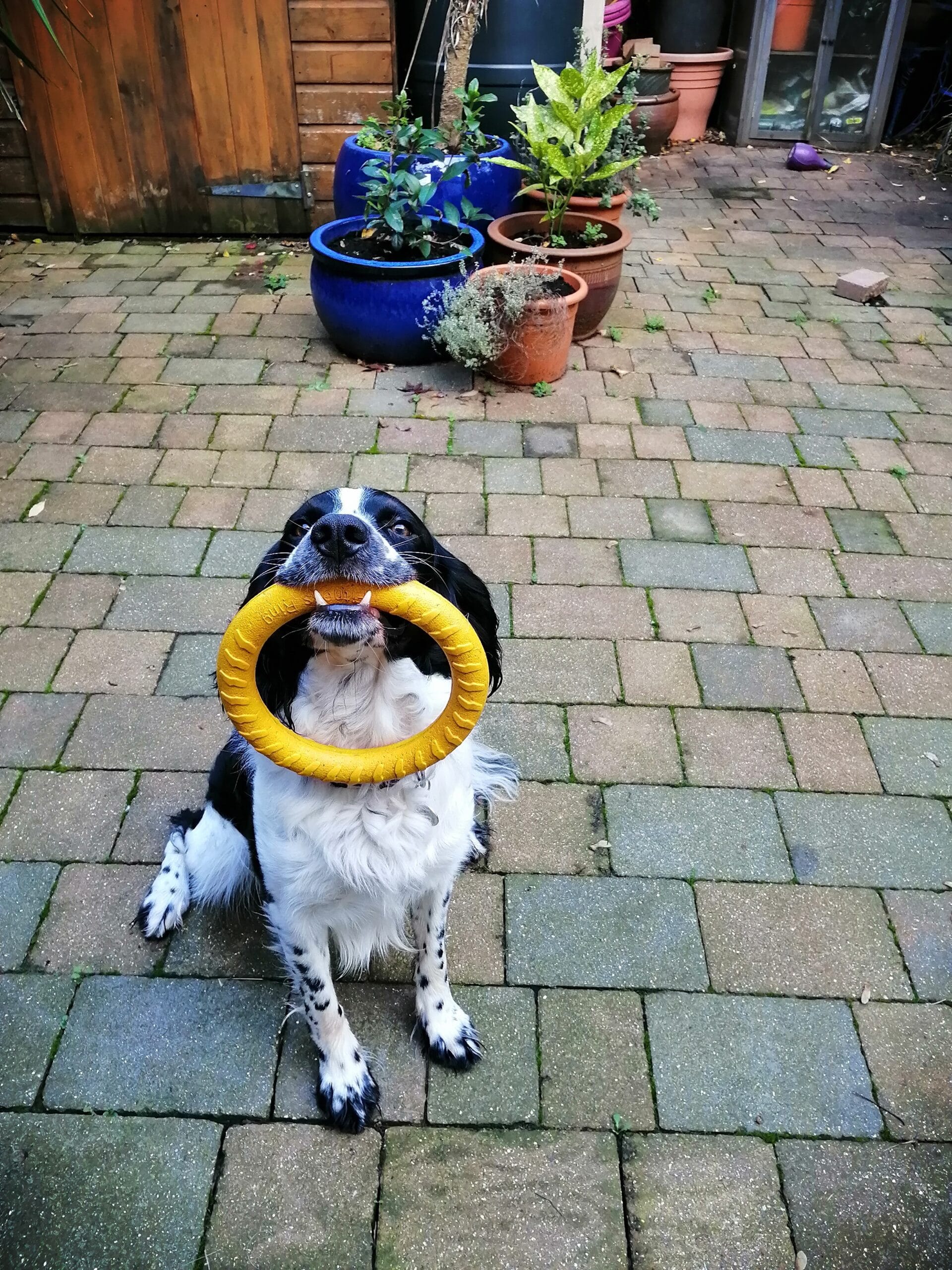 Mental Stimulation For Your Dog: Simple Activities For Happy Pups ...